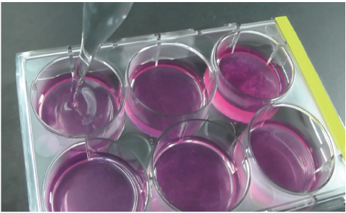 抗ウイルス性（ISO 21702：繊維以外） - 一般財団法人ボーケン品質評価機構